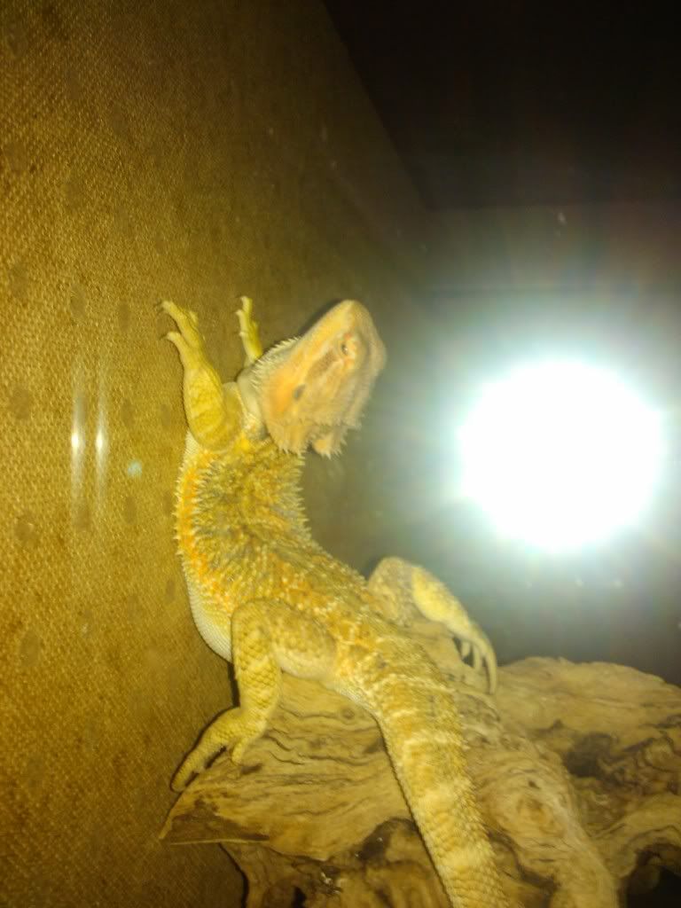 Dragon Sleeping Positions