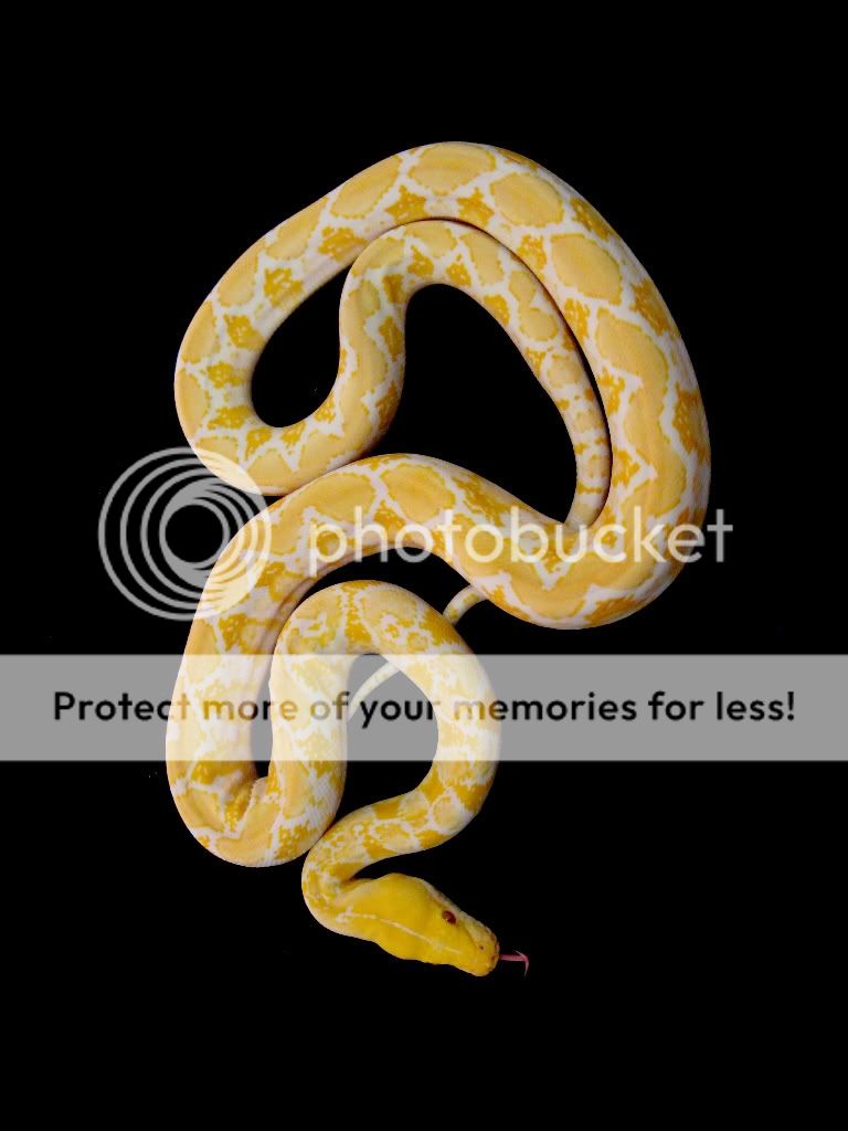 Reticulated Python - the locales explained | Reptile Forums