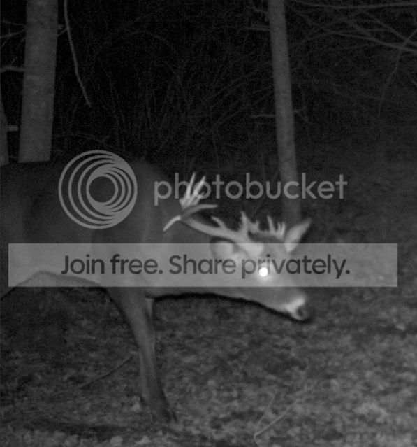 Post your ugliest deer pics | Page 2 | Archery Talk Forum