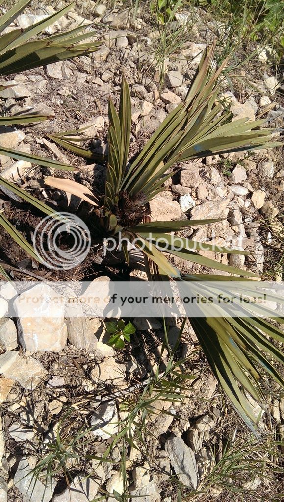 Trithrinax campestris in trouble - DISCUSSING PALM TREES WORLDWIDE ...